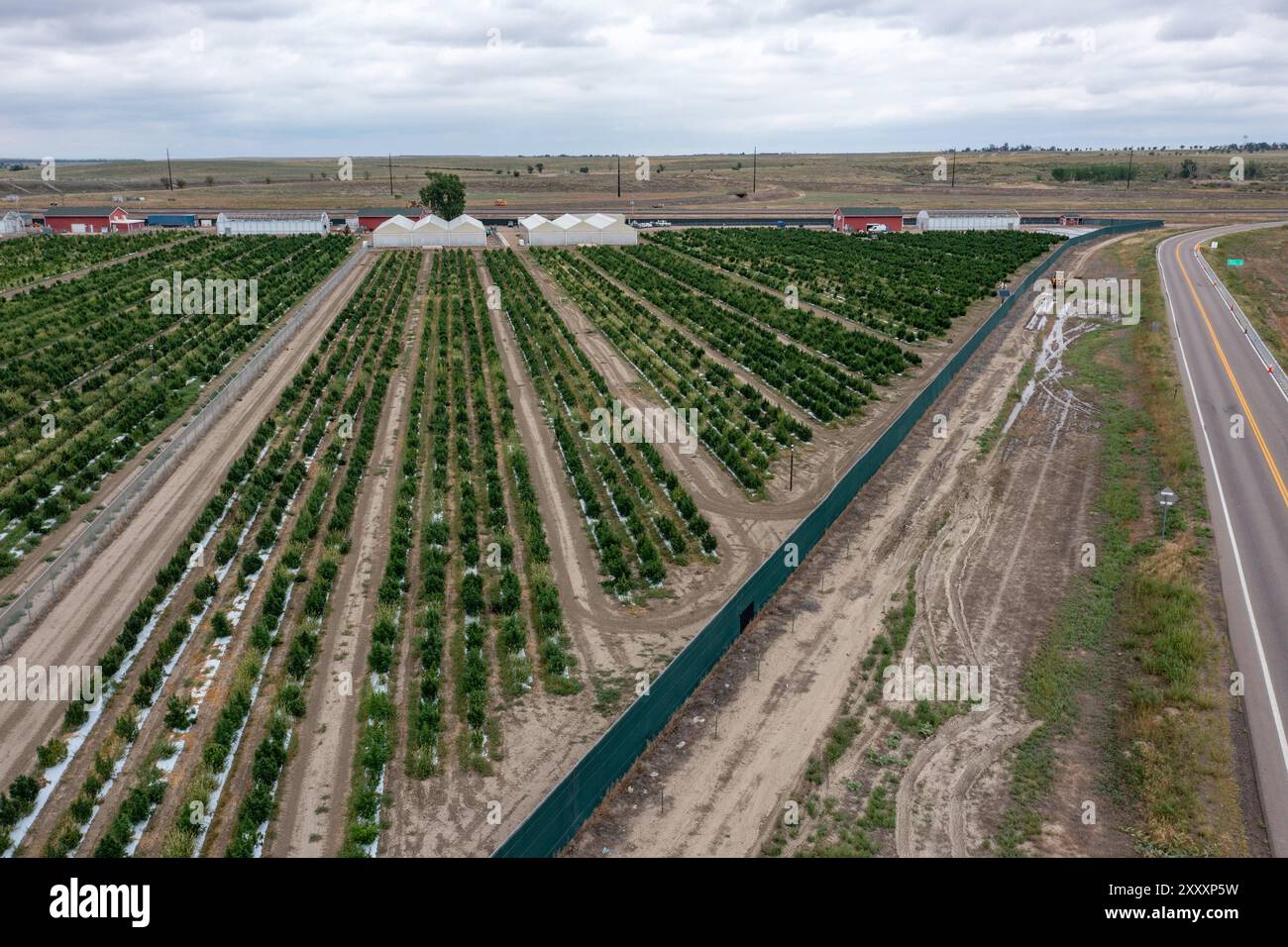 Avondale, Colorado - Cannabis growing at the Mammoth Farms facility ...