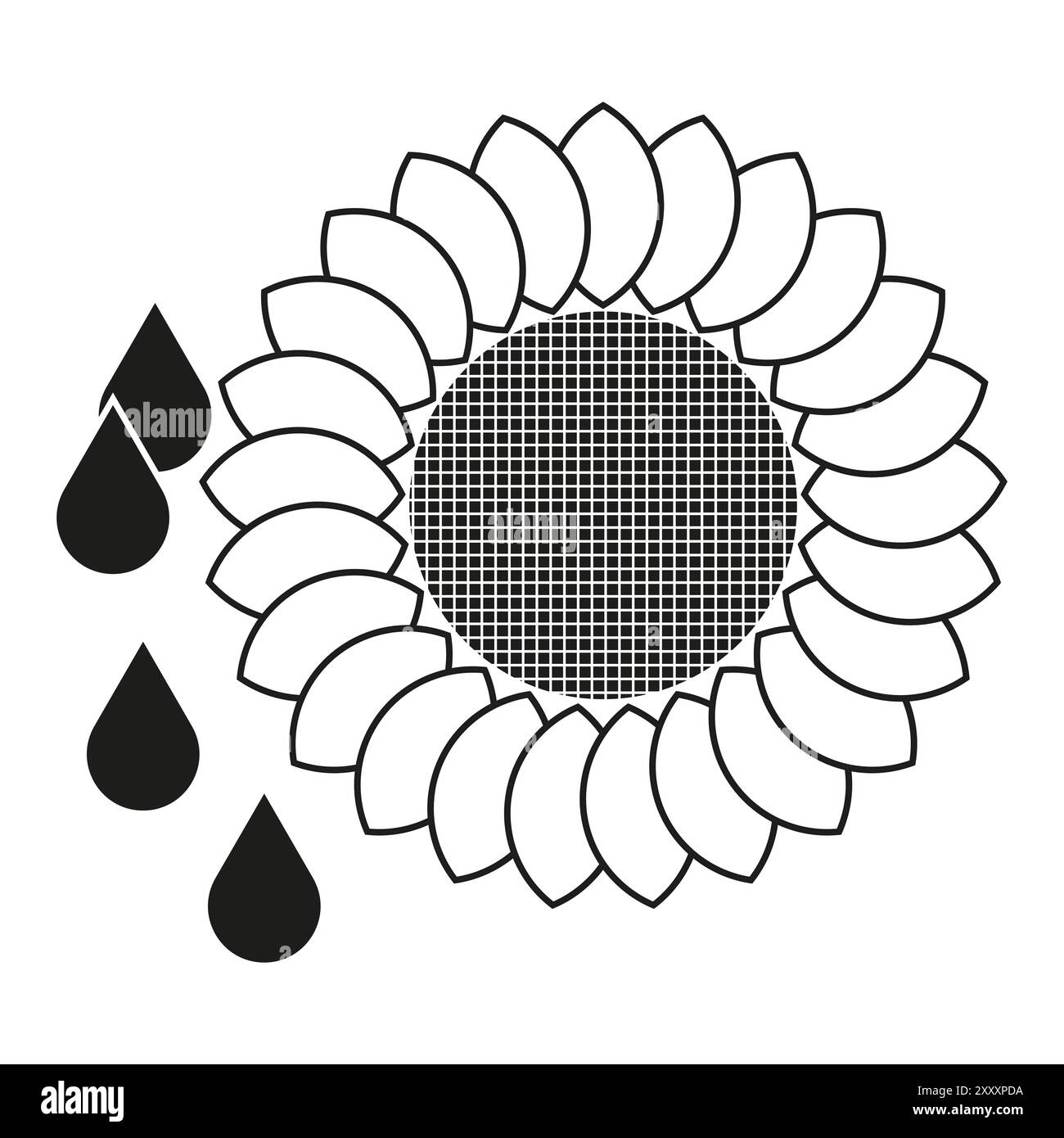 Sunflower vector icon. Seed and petal details. Water droplet symbols ...
