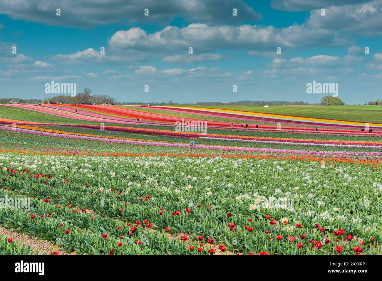 Colorful tulip field with different colored rows of tulips, tulip ...