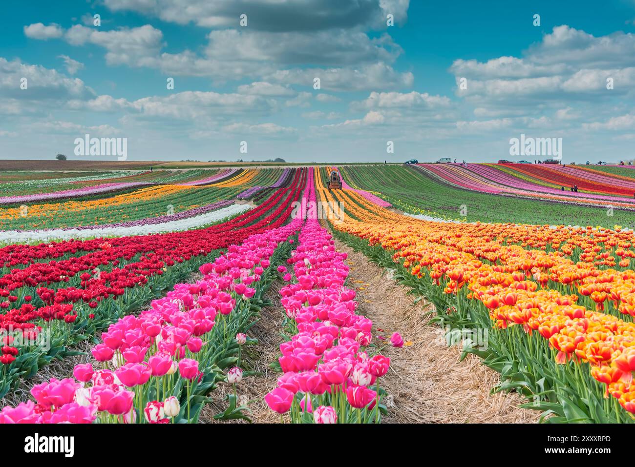 Colorful tulip field with different colored rows of tulips, tulip ...
