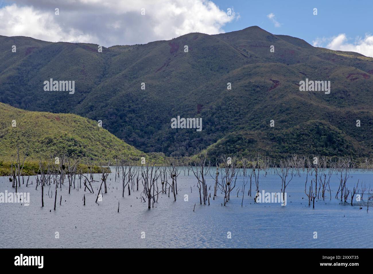 Drowned forest in Yate Lake, Blue River Provincial Park Stock Photo - Alamy