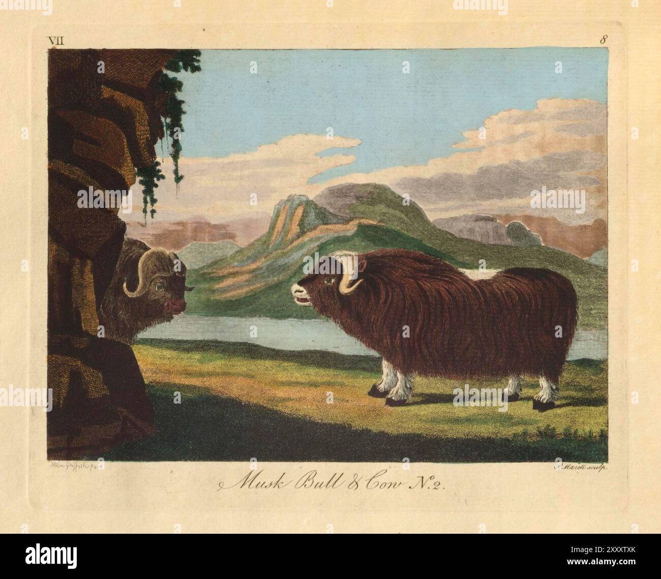 Musk Bull and Cow. Vintage colour illustration from Arctic zoology by ...