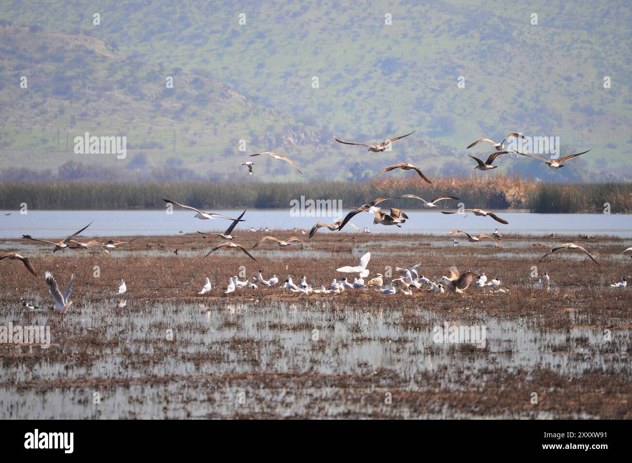 Wetland flora and fauna hi-res stock photography and images - Alamy