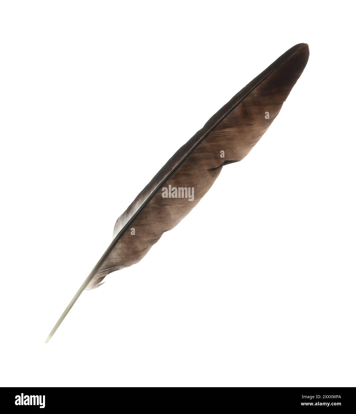 Beautiful dark bird feather isolated on white Stock Photo - Alamy