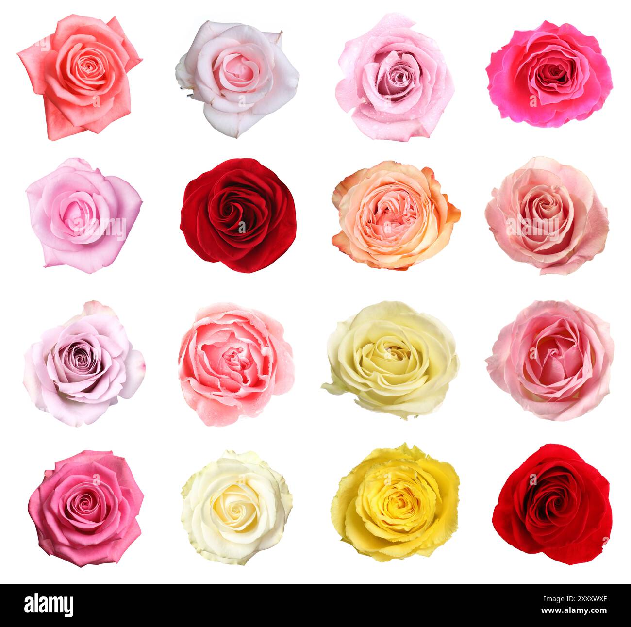 Many beautiful roses isolated on white, set Stock Photo - Alamy