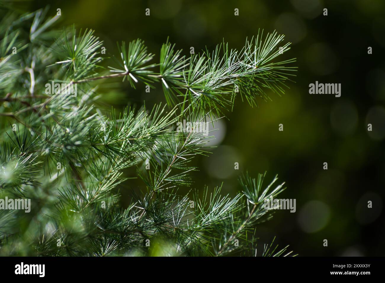 Branches of Deodar Cedar (Cedrus deodara) needles at Boyce Thompson ...