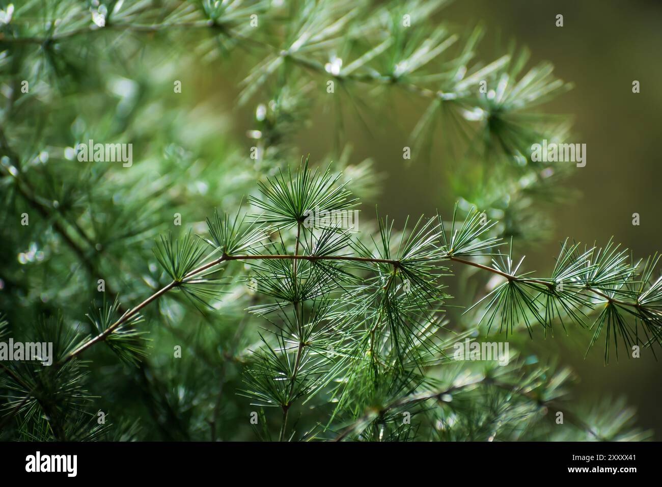 Deodar cedar cedrus deodara hi-res stock photography and images - Alamy