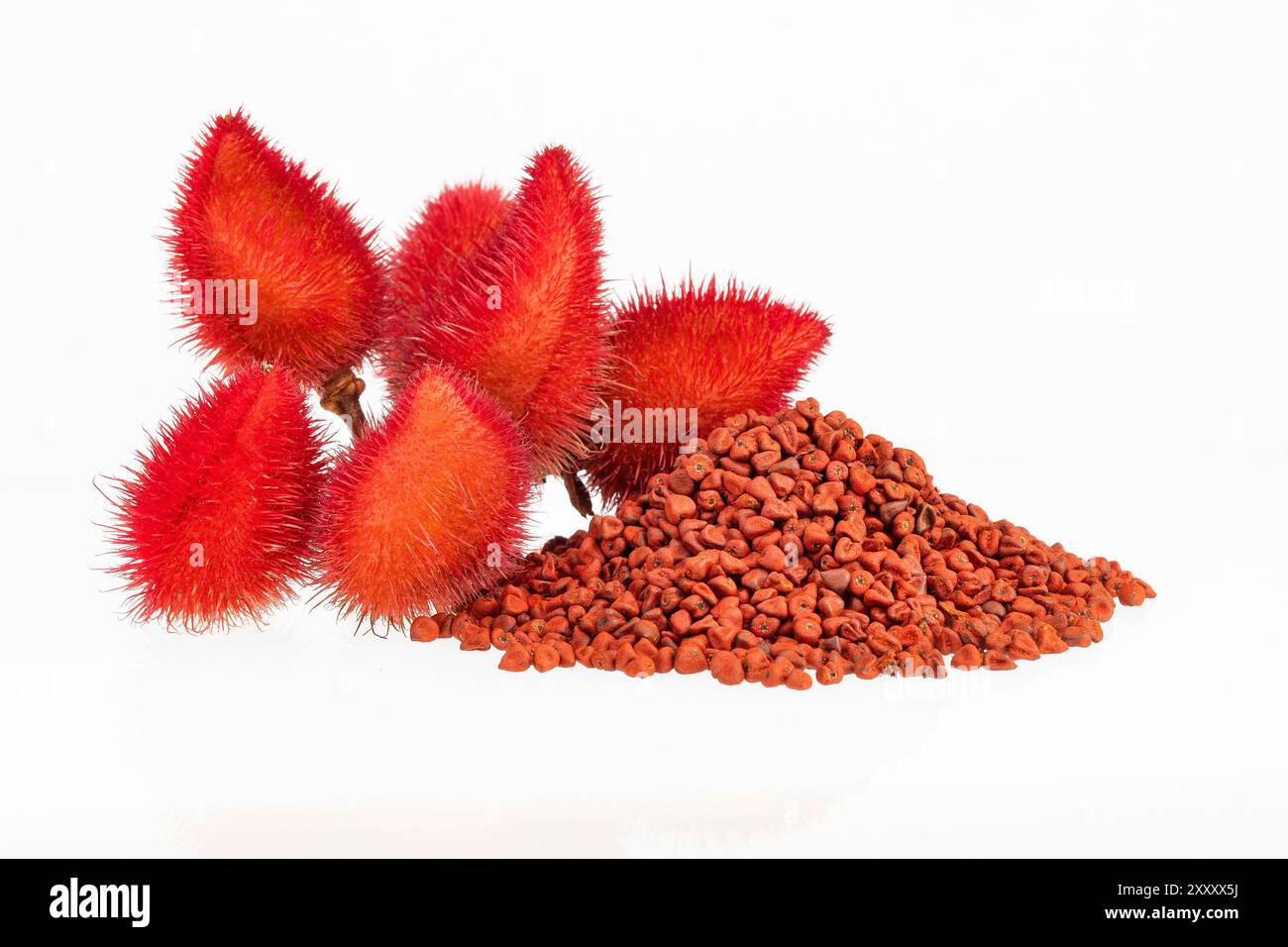 Pile of organic annatto seeds - Seasoning and red food coloring. Bixa ...