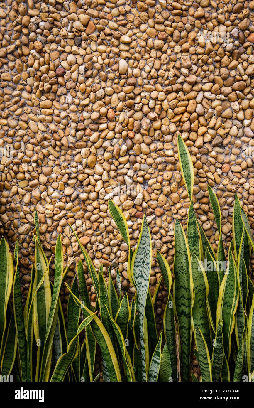 Dracaena trifasciata, Espada-de-são-jorge, plant set against a ...