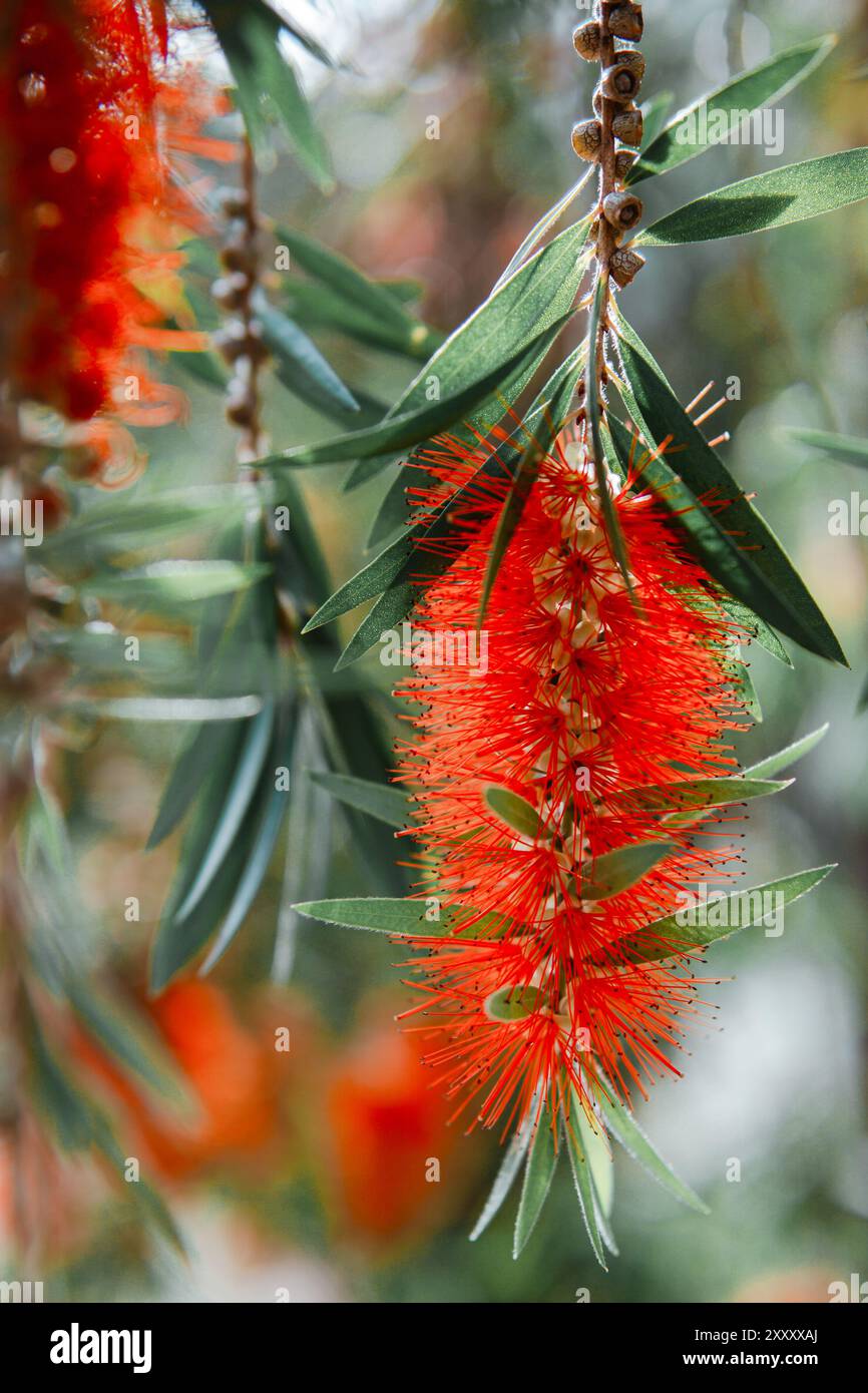 Red bottlebrushes, Callistemon, hanging from branches. The red flowers ...