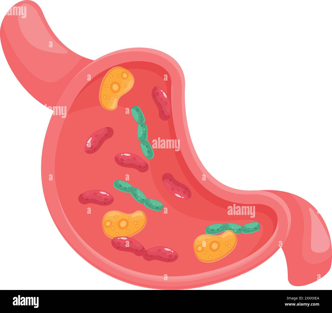 Cartoon style illustration of a human stomach showing bacteria inside ...