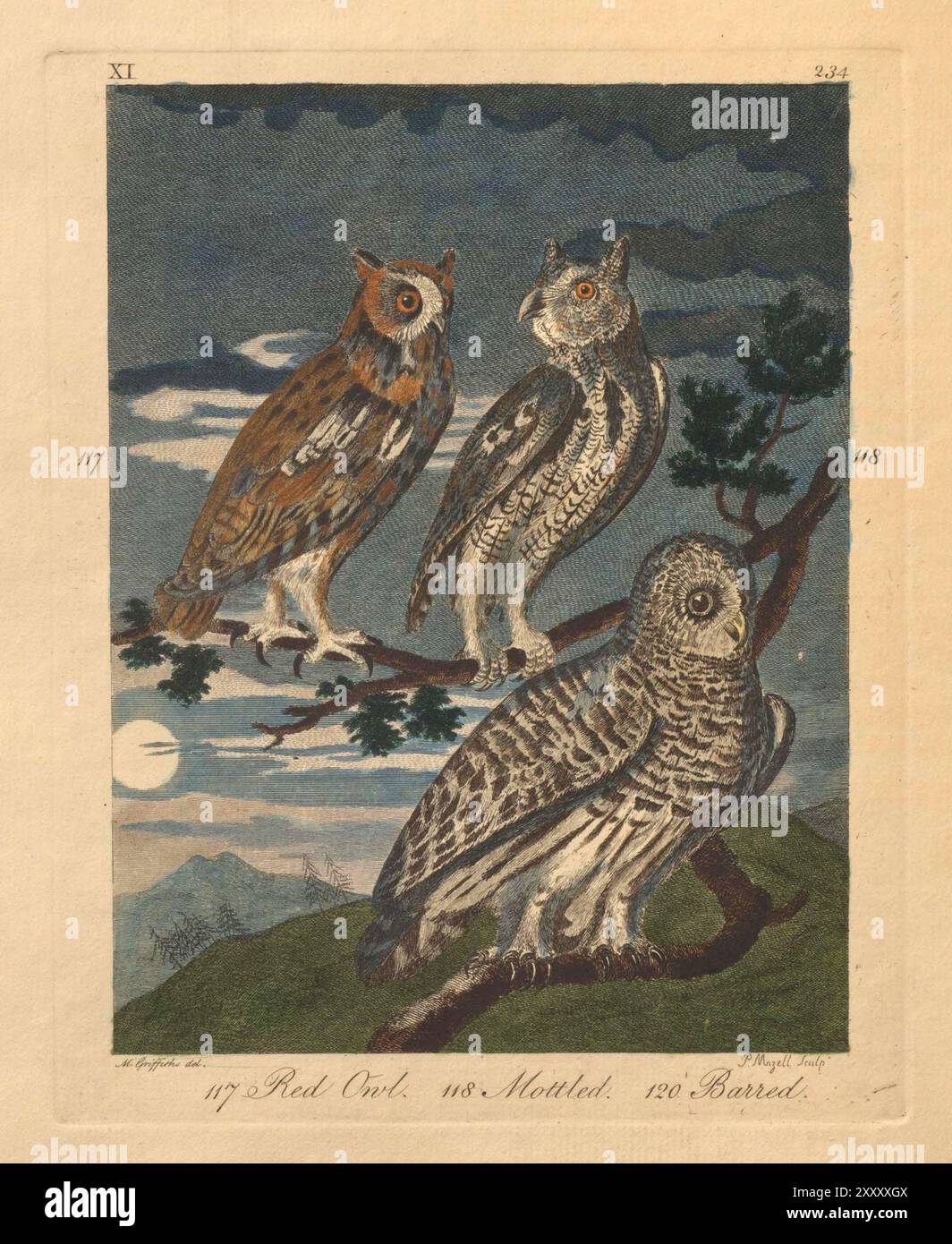 Red Owl Mottled Owl and Barred Owl. Vintage colour illustration from ...