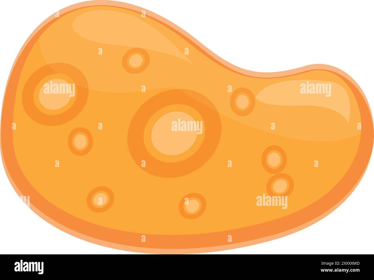 Amoeba proteus single celled microorganism showing cytoplasm and ...
