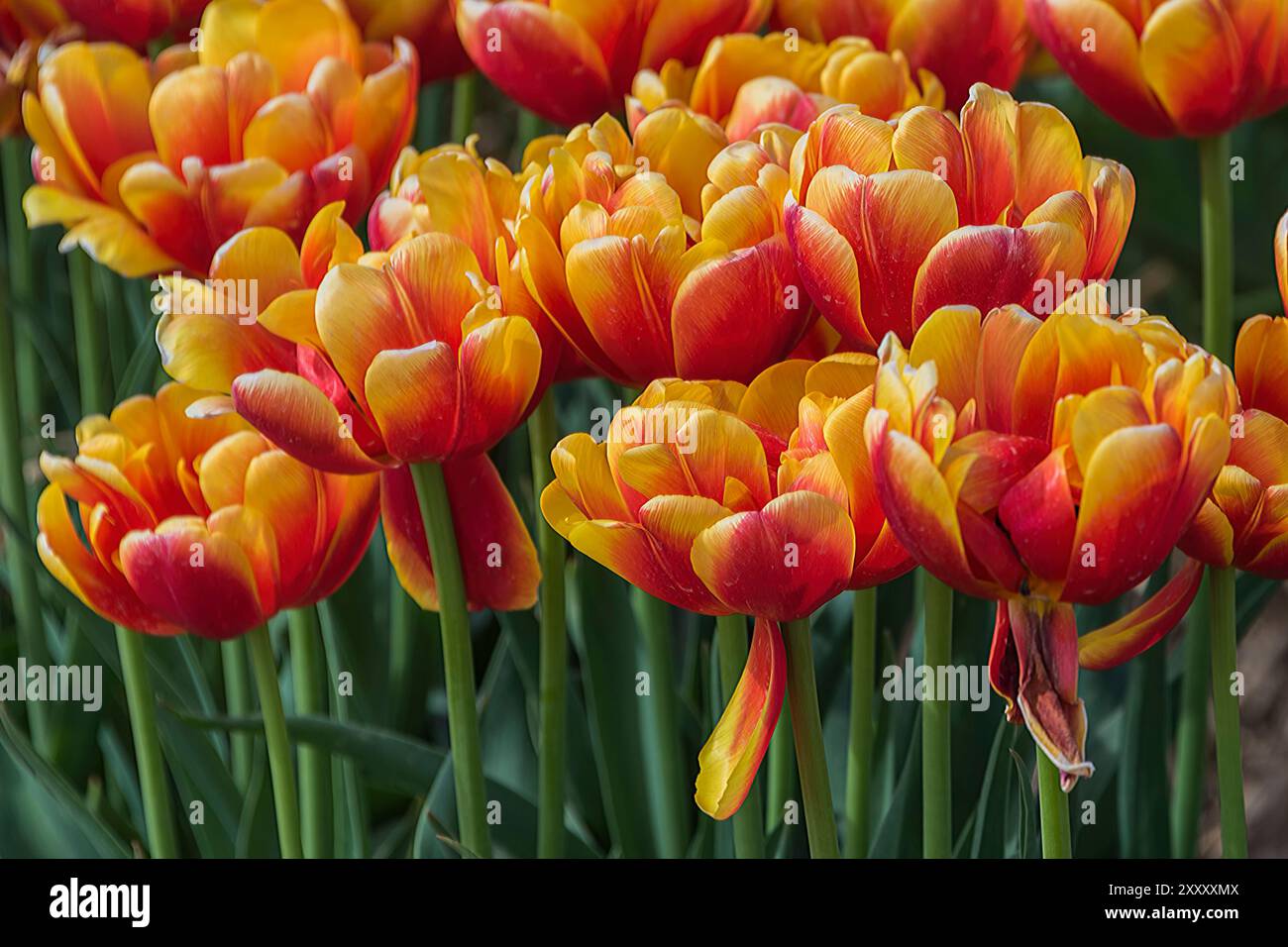 Multiple colored bulbs hi-res stock photography and images - Alamy