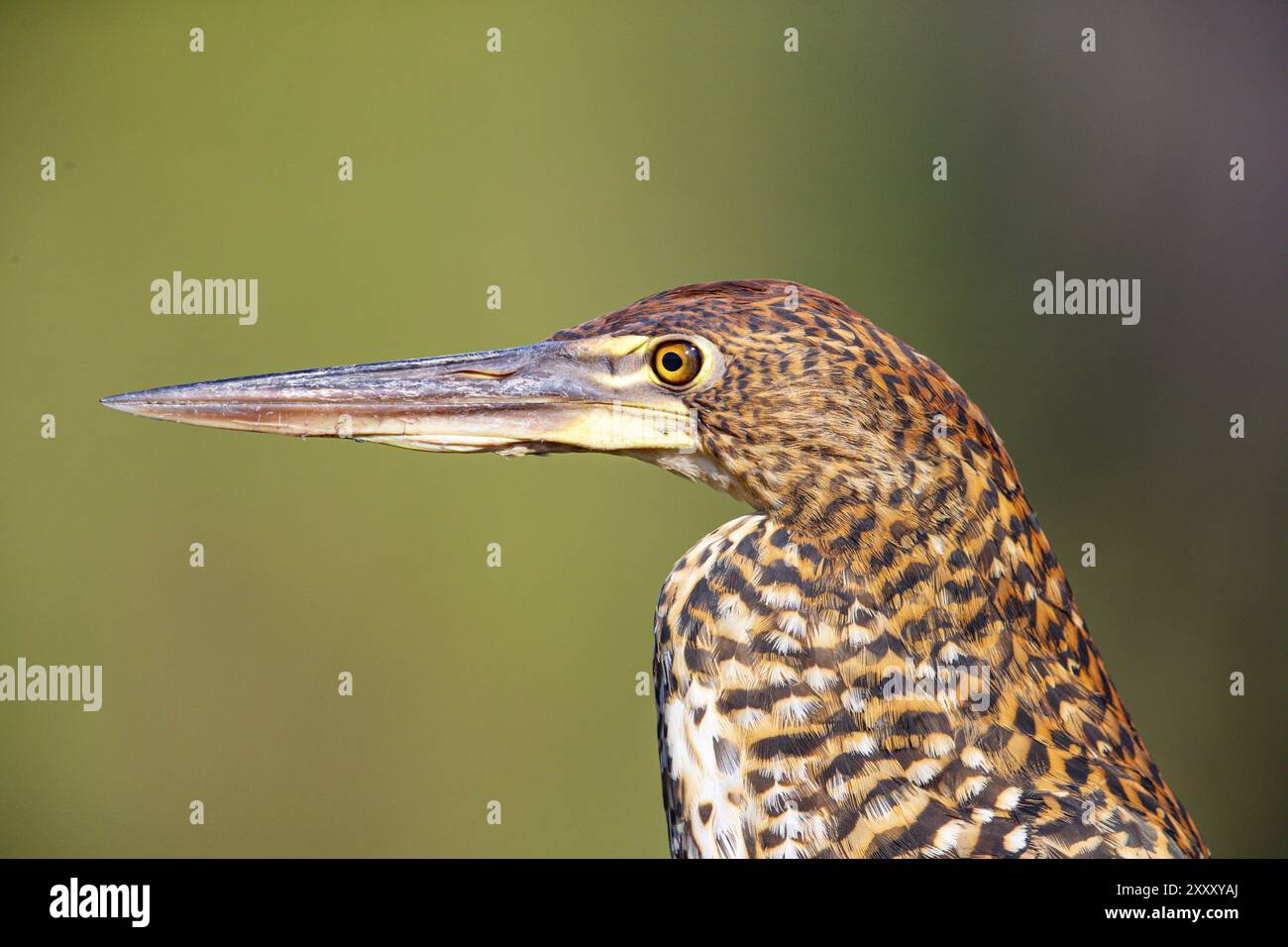 Rufescent tiger heron (Tigrisoma lineatum) Pantanal Brazil Stock Photo ...