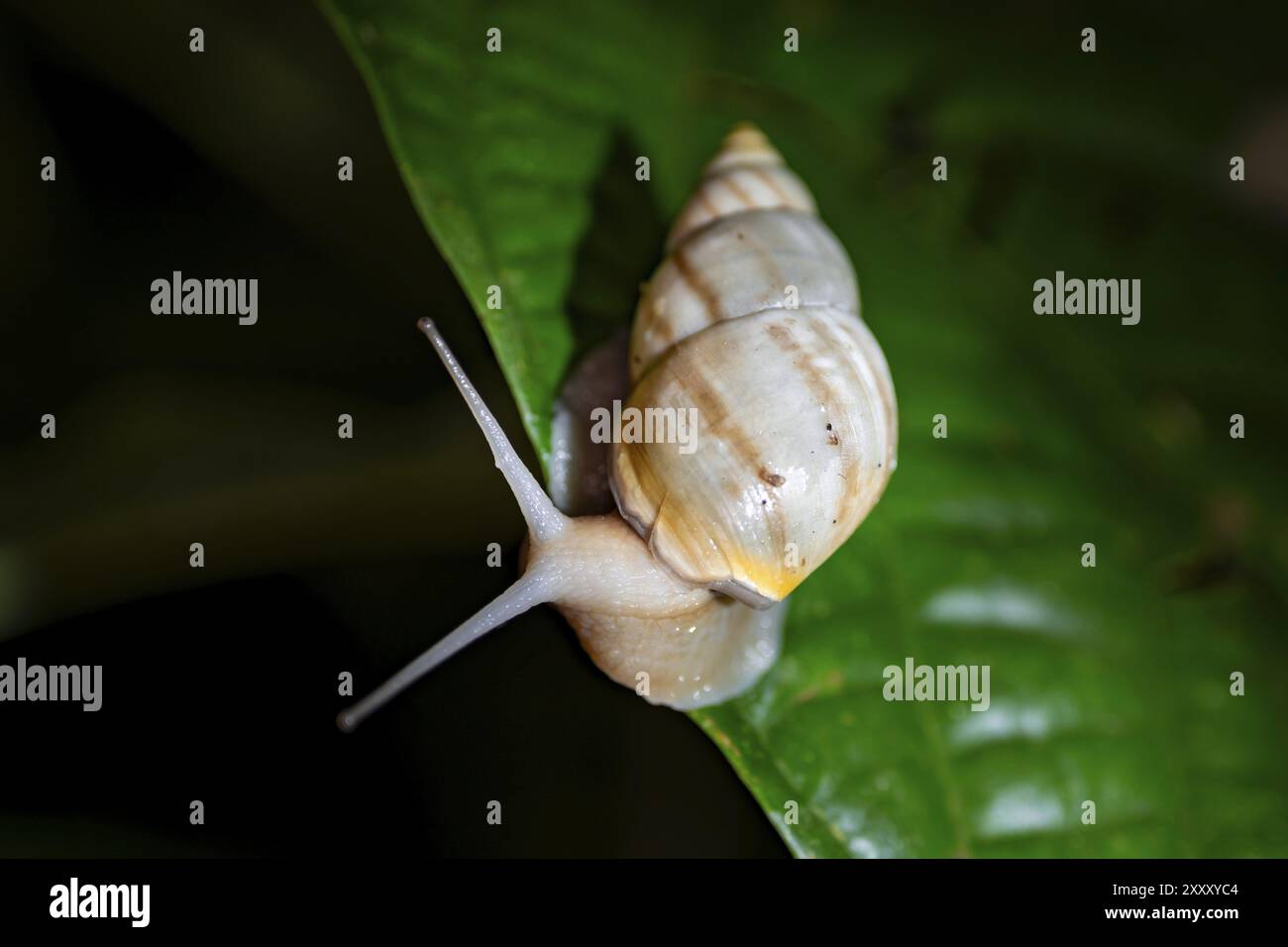 Snail with snail shell (Gastropoda) on a leaf at night in the tropical ...