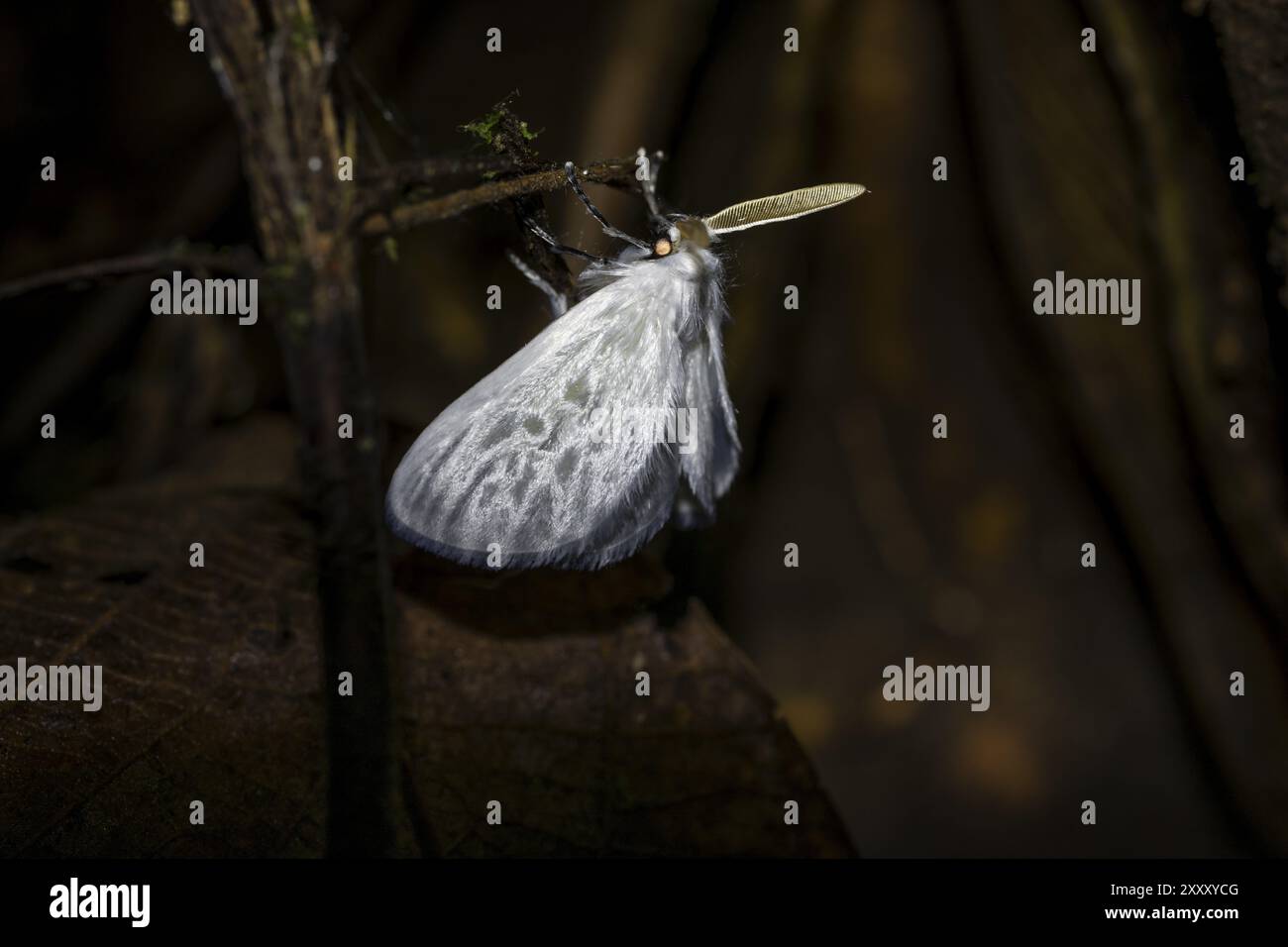 Hairy white moth, moth on a stem, at night in the tropical rainforest ...