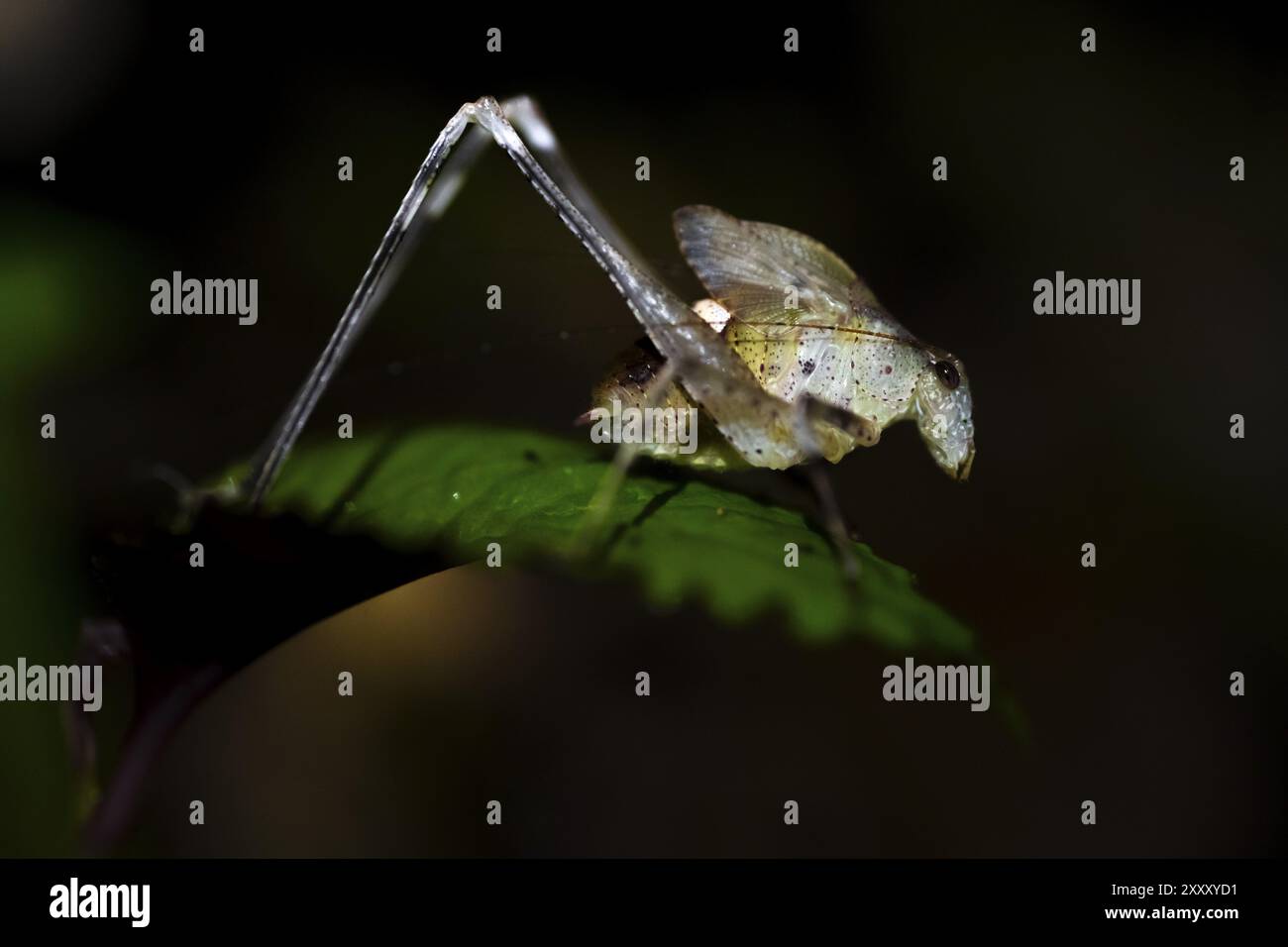 Sickle-winged grasshopper (Phaneropterinae) sitting on a leaf, at night ...