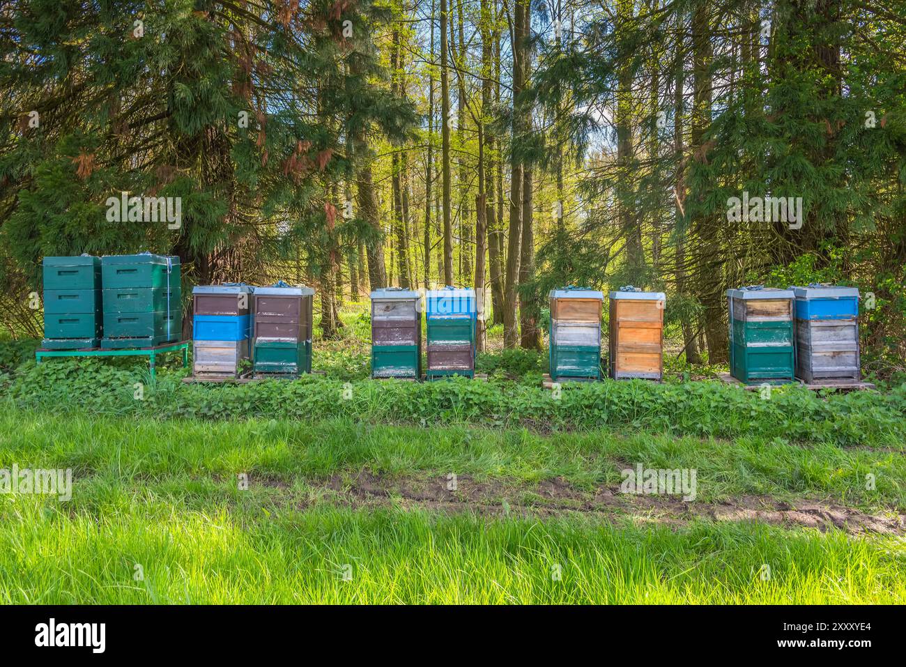 Colorful painted wooden beehive boxes in front of a forest on a summer ...