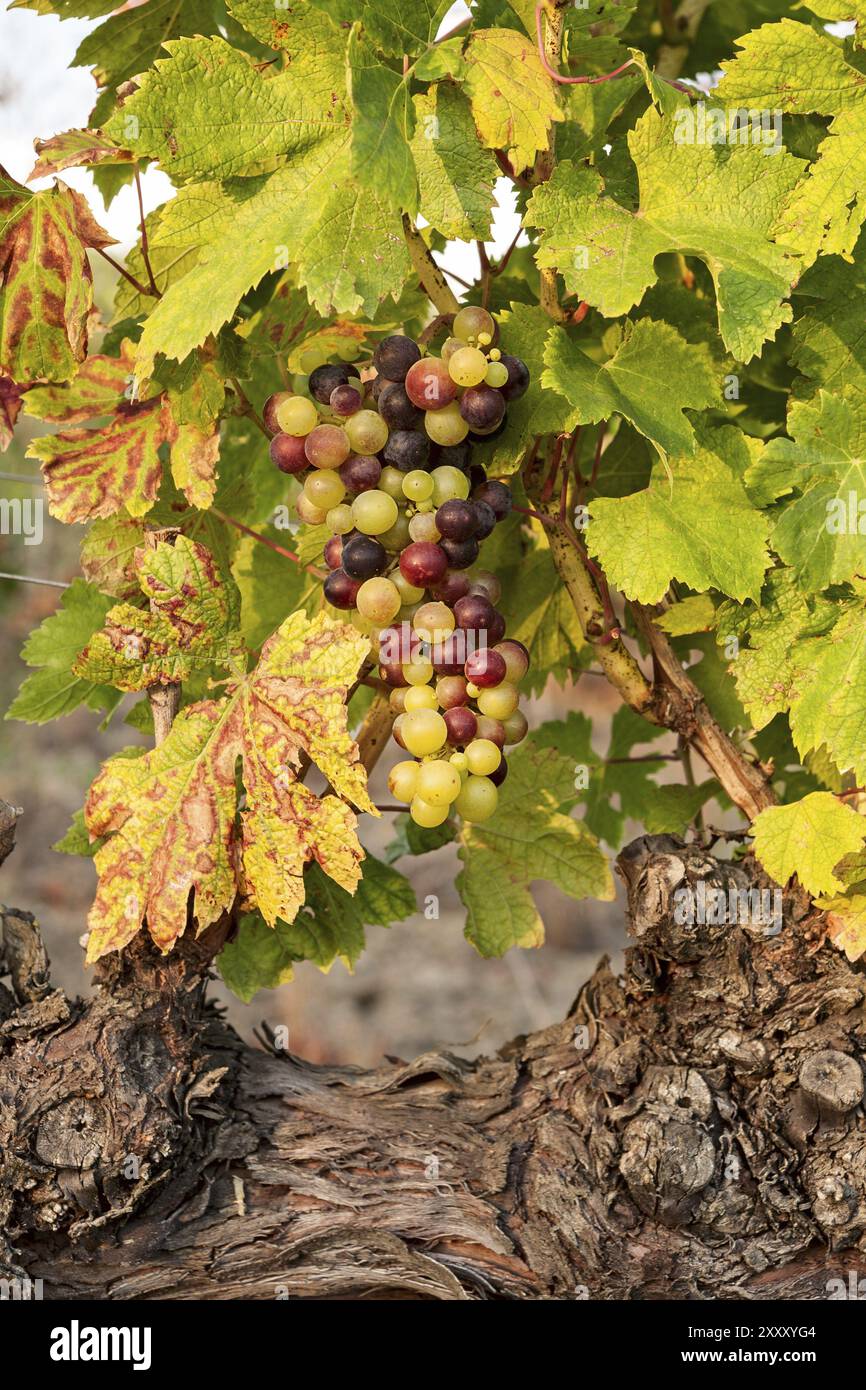 Colored grapes before becoming red in a vineyard Stock Photo - Alamy