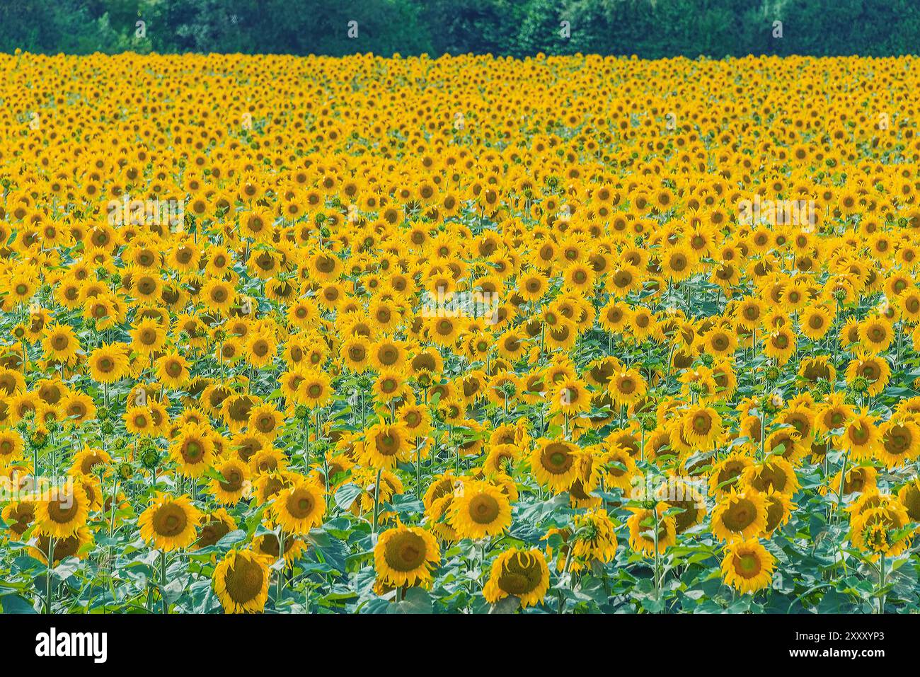 Field blooming sunflowers aerial hi-res stock photography and images ...
