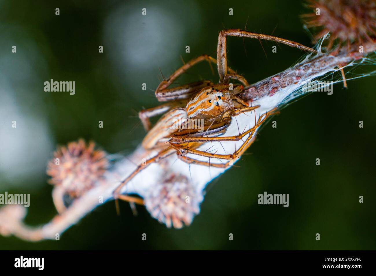 Macro photo of little spider in high detail. Spider nest in tree ...