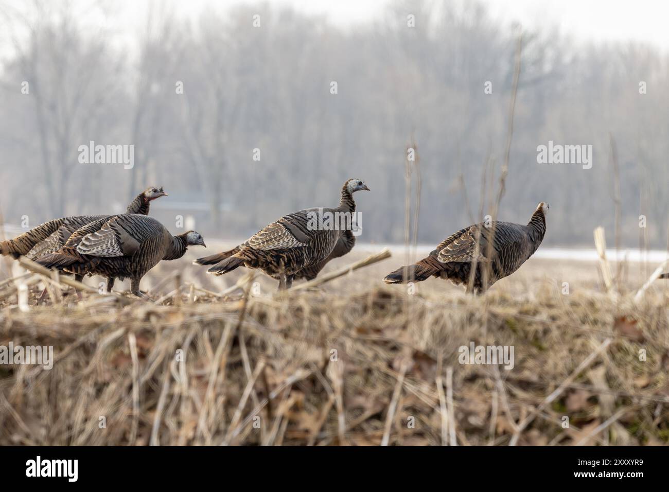Wild turkey. Male wild turkeys display for females by puffing out their ...