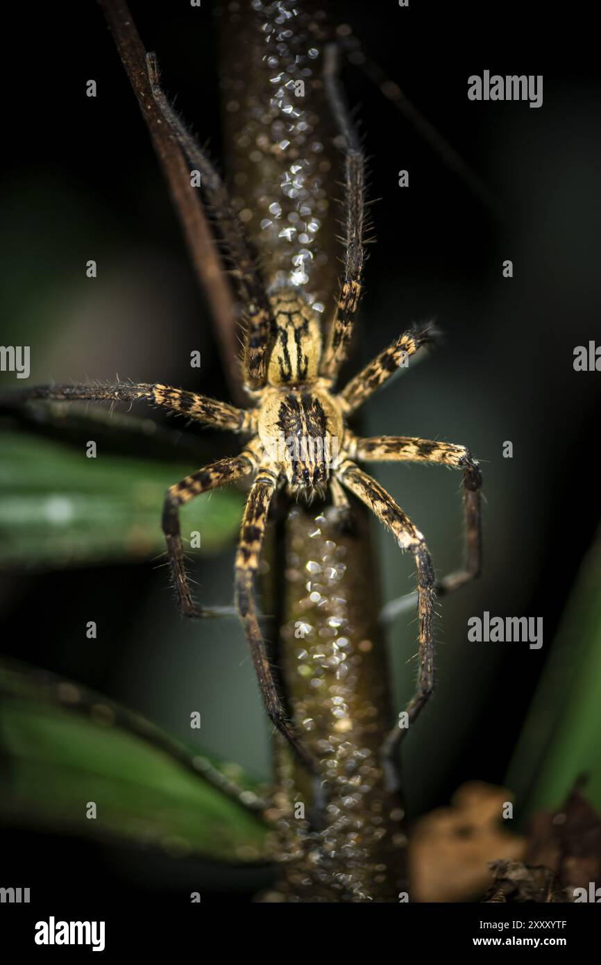 Brazilian wandering spider habitat hi-res stock photography and images ...