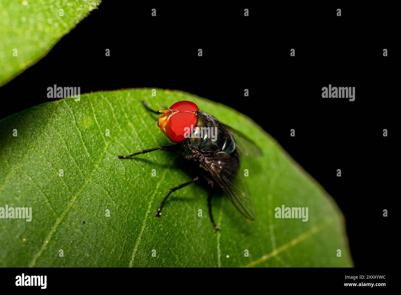 Macro photo of green fly perched on leaves. Close up photo of insect in ...