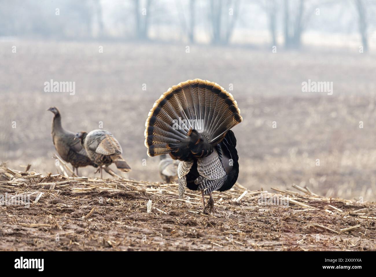 Wild turkey. Male wild turkeys display for females by puffing out their ...