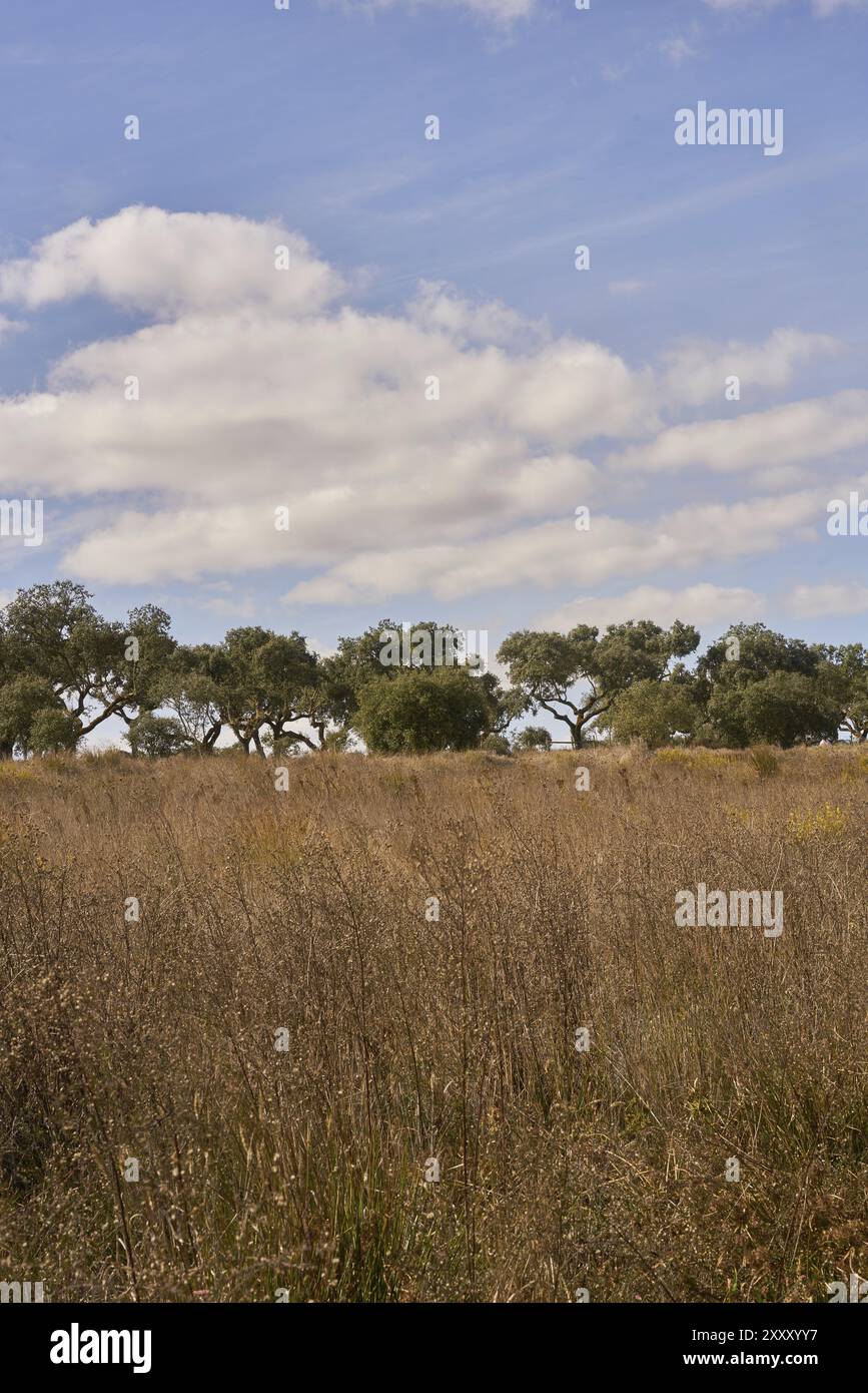 Cork trees in autumn fall in beautiful Alentejo nature landscape in ...