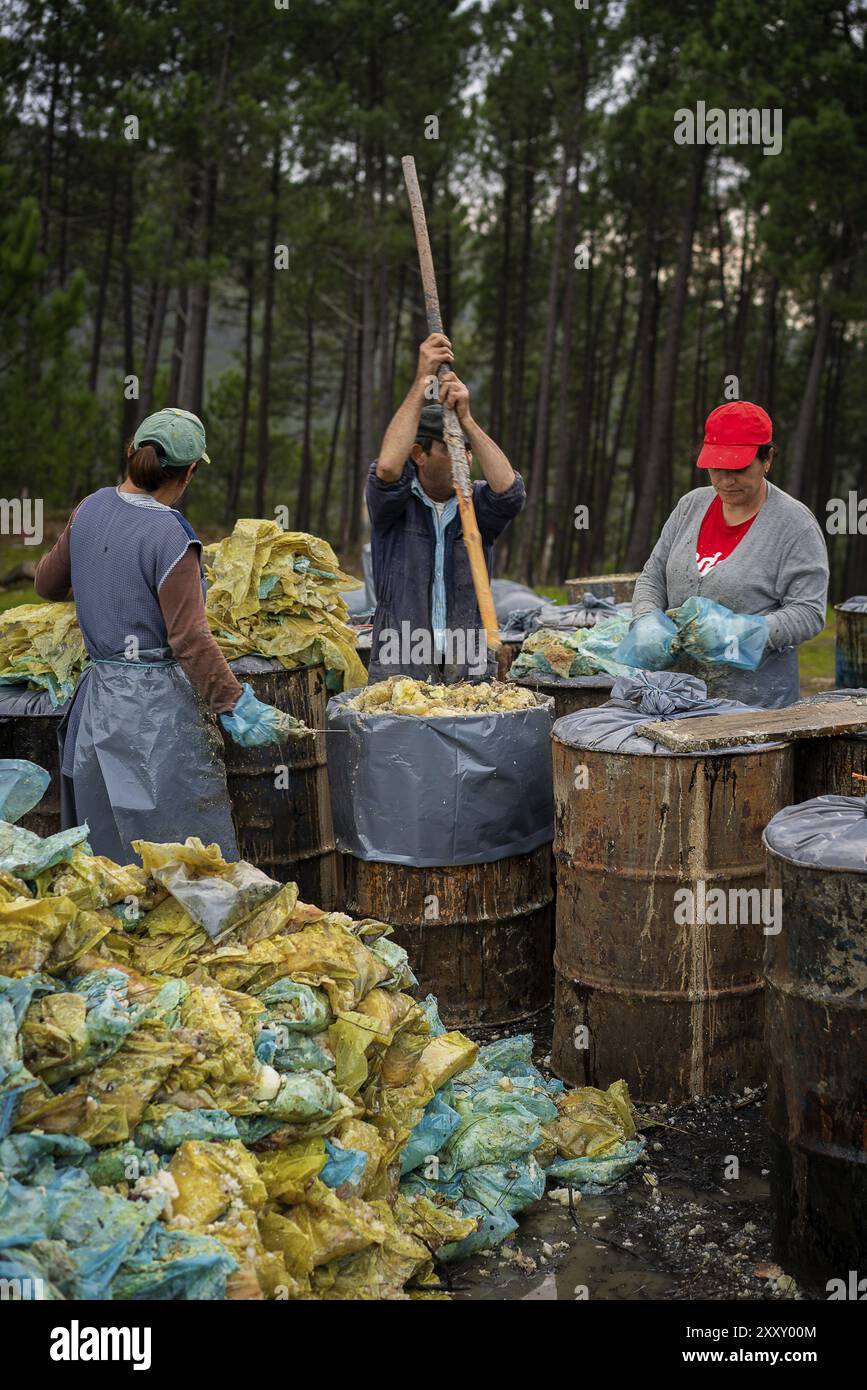 Traditional workers storing resin of the trees from colourful bags ...