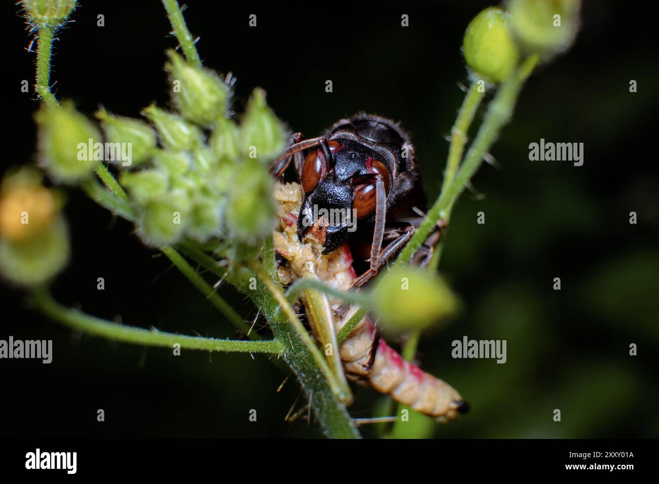 Front side macro photo of Wasp in high detail. Black wasp prey on ...