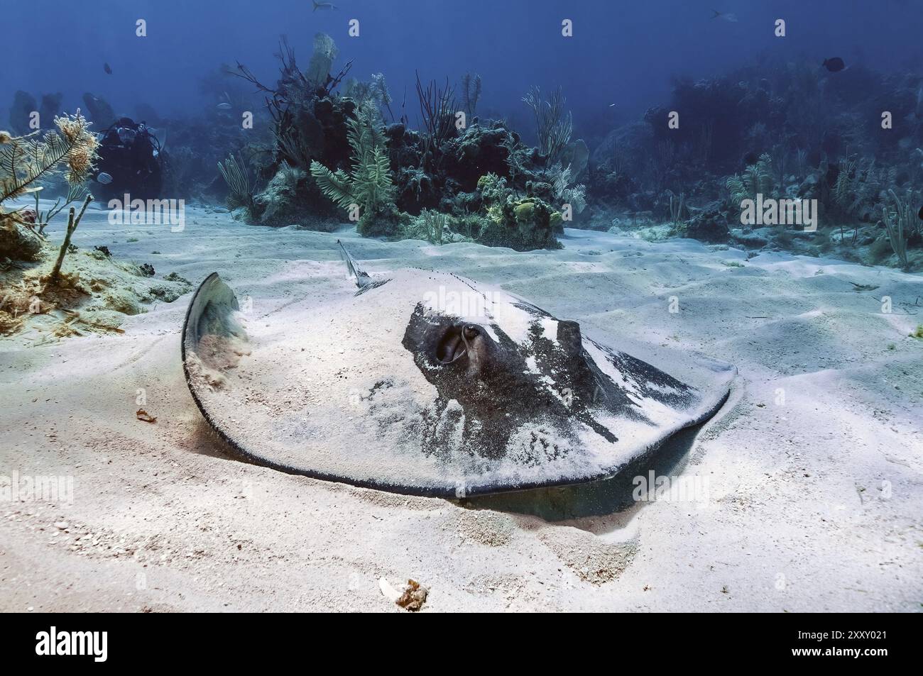 Southern Stingray (Hypanus americanus) Southern stingray Species of stingray with venomous sting ...