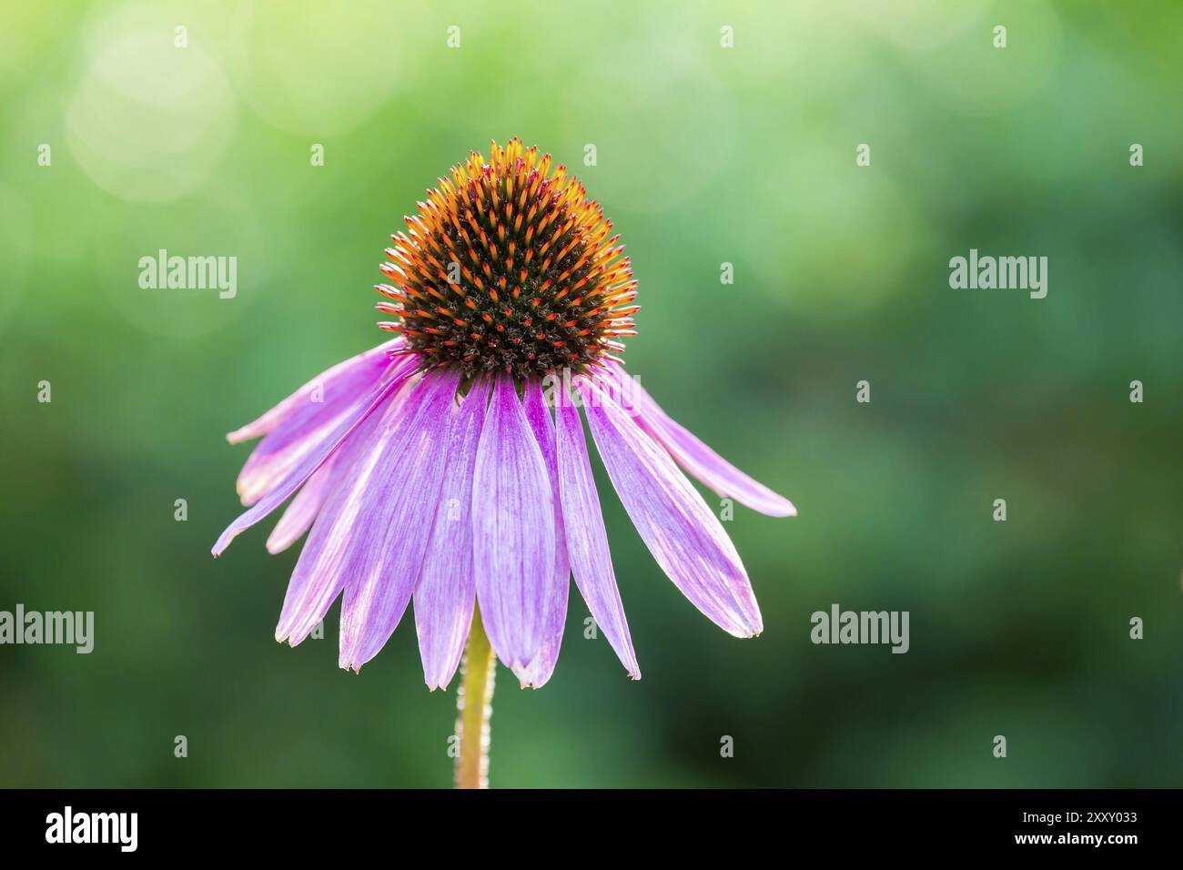 Close up one flowering flower Echinacea purpurea Stock Photo - Alamy