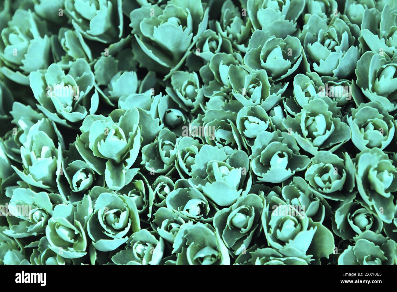 Green neon natural spring close up background Stock Photo - Alamy