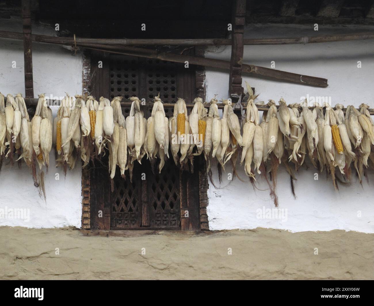 Corn on the cob drying under the roof of a farmhouse in Ghandruk, Nepal ...