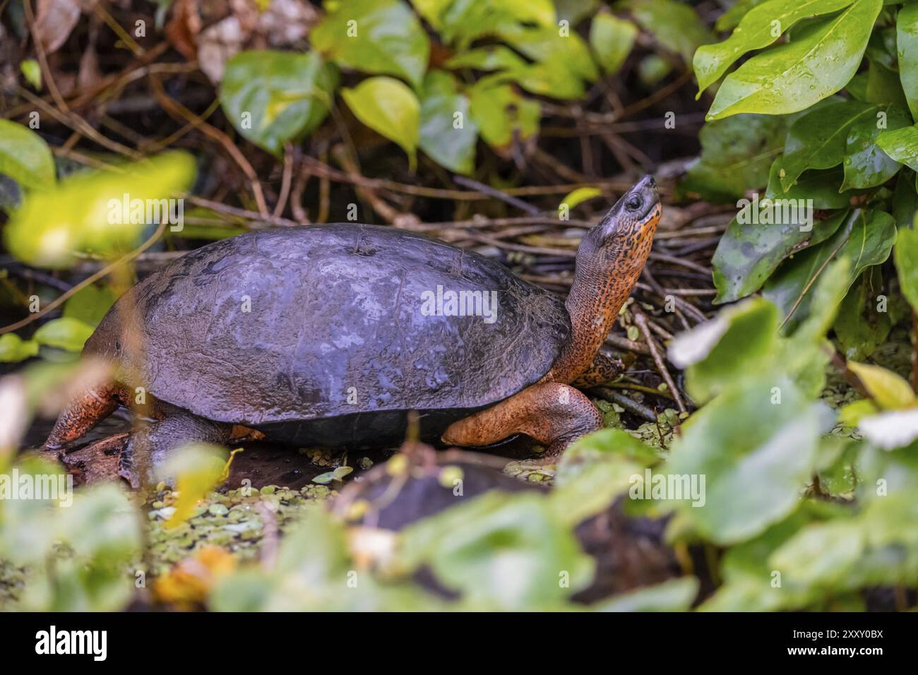 American tortoise (Rhinoclemmys funerea) among aquatic plants ...