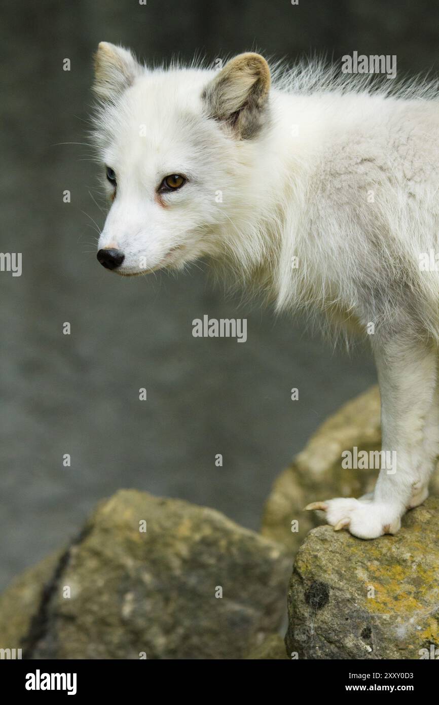 Young arctic fox or also called ice fox Stock Photo - Alamy