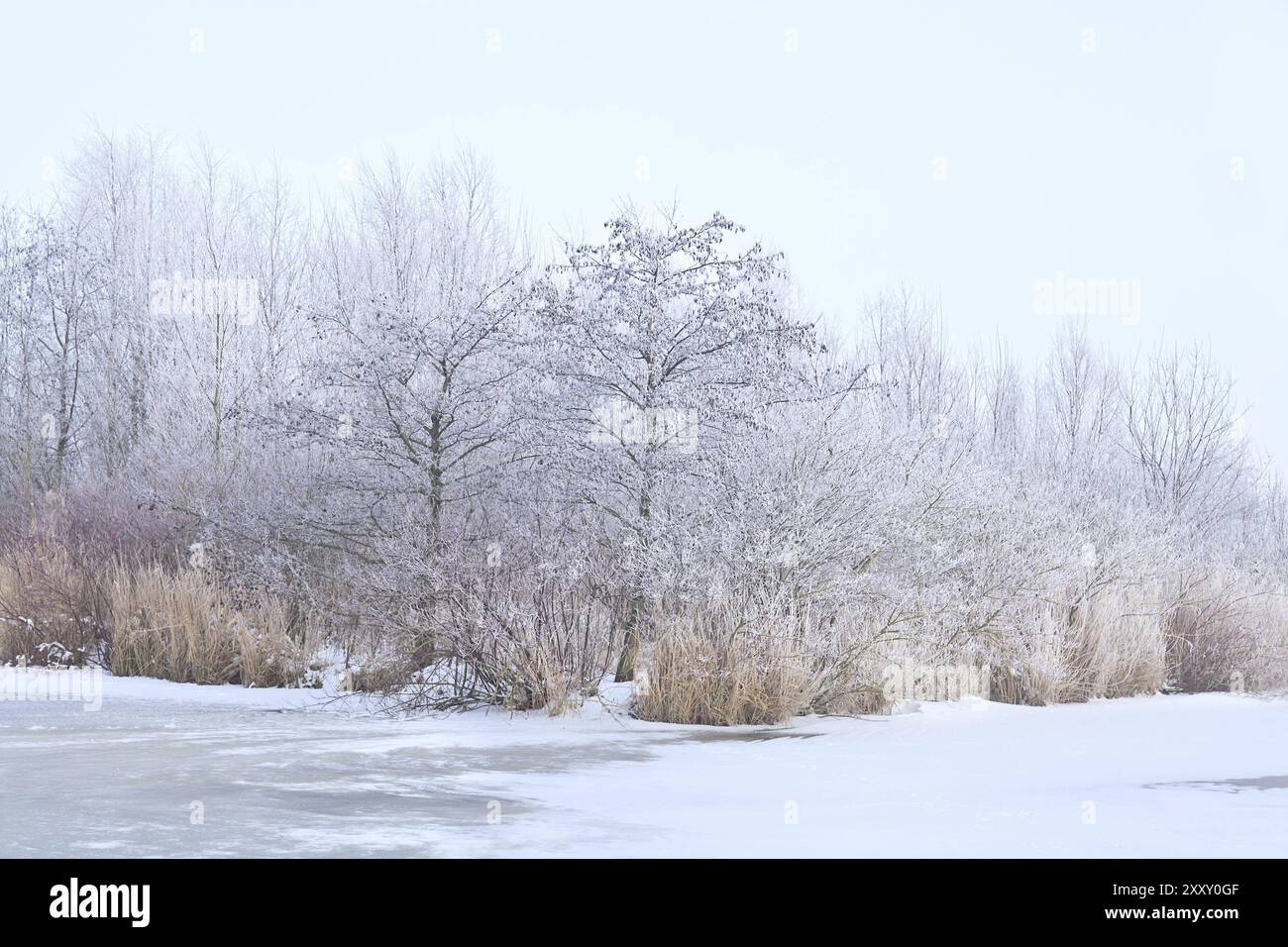 Frost trees in plain hi-res stock photography and images - Alamy