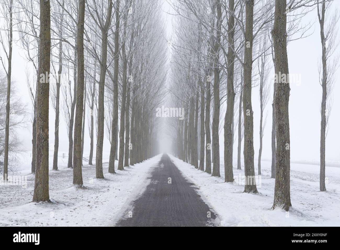 Path between rows trees hi-res stock photography and images - Alamy