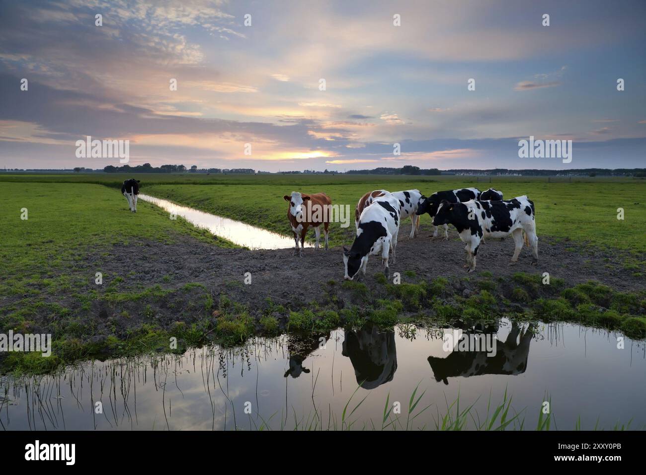 Farming landscape few cows hi-res stock photography and images - Alamy
