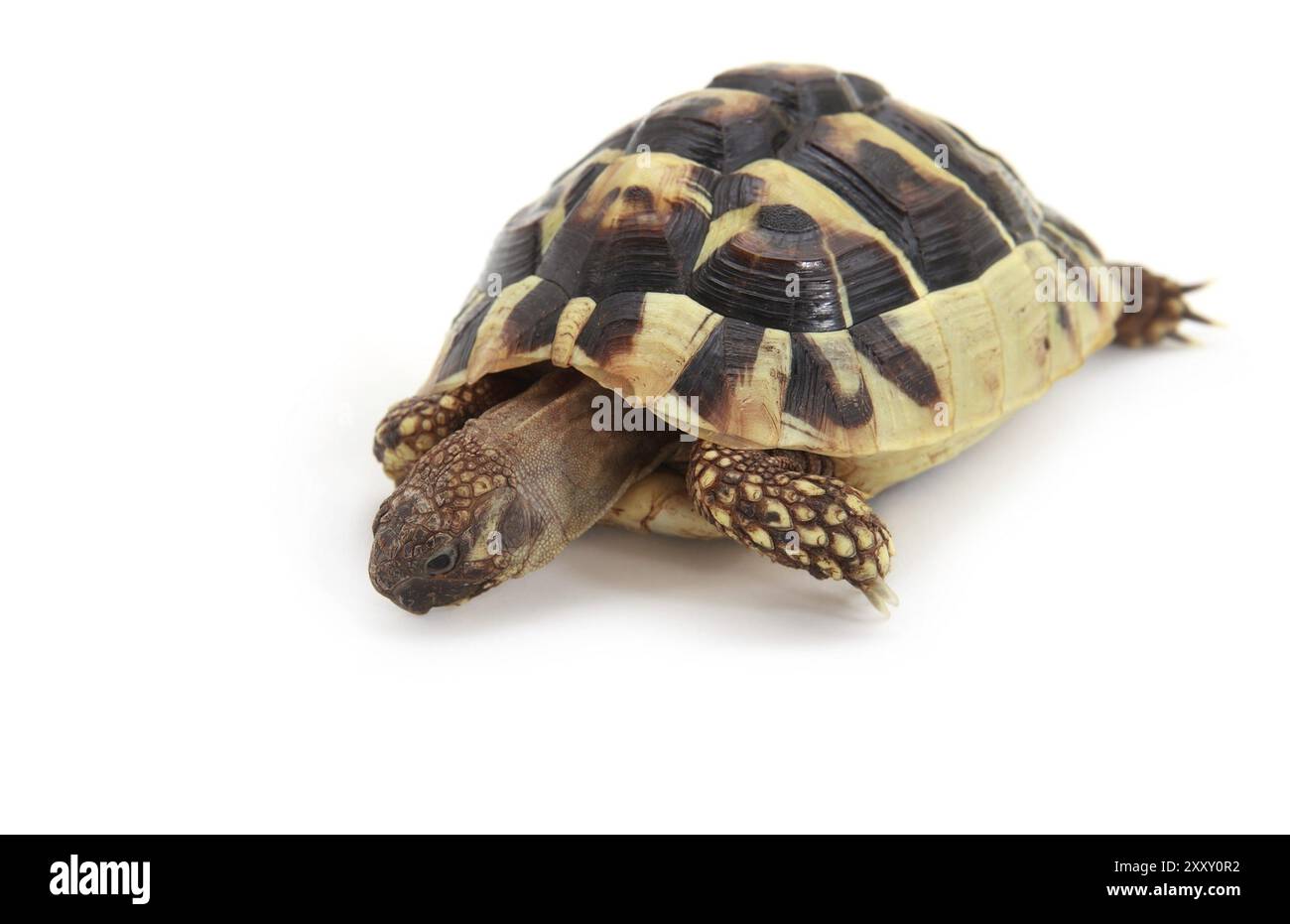 Baby Hermann's tortoise on white background Stock Photo - Alamy