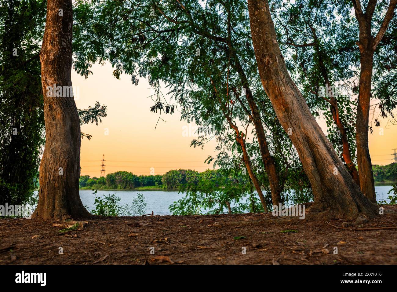 Tree trunks stand firm beside the lake. Beautiful trees on the side of ...