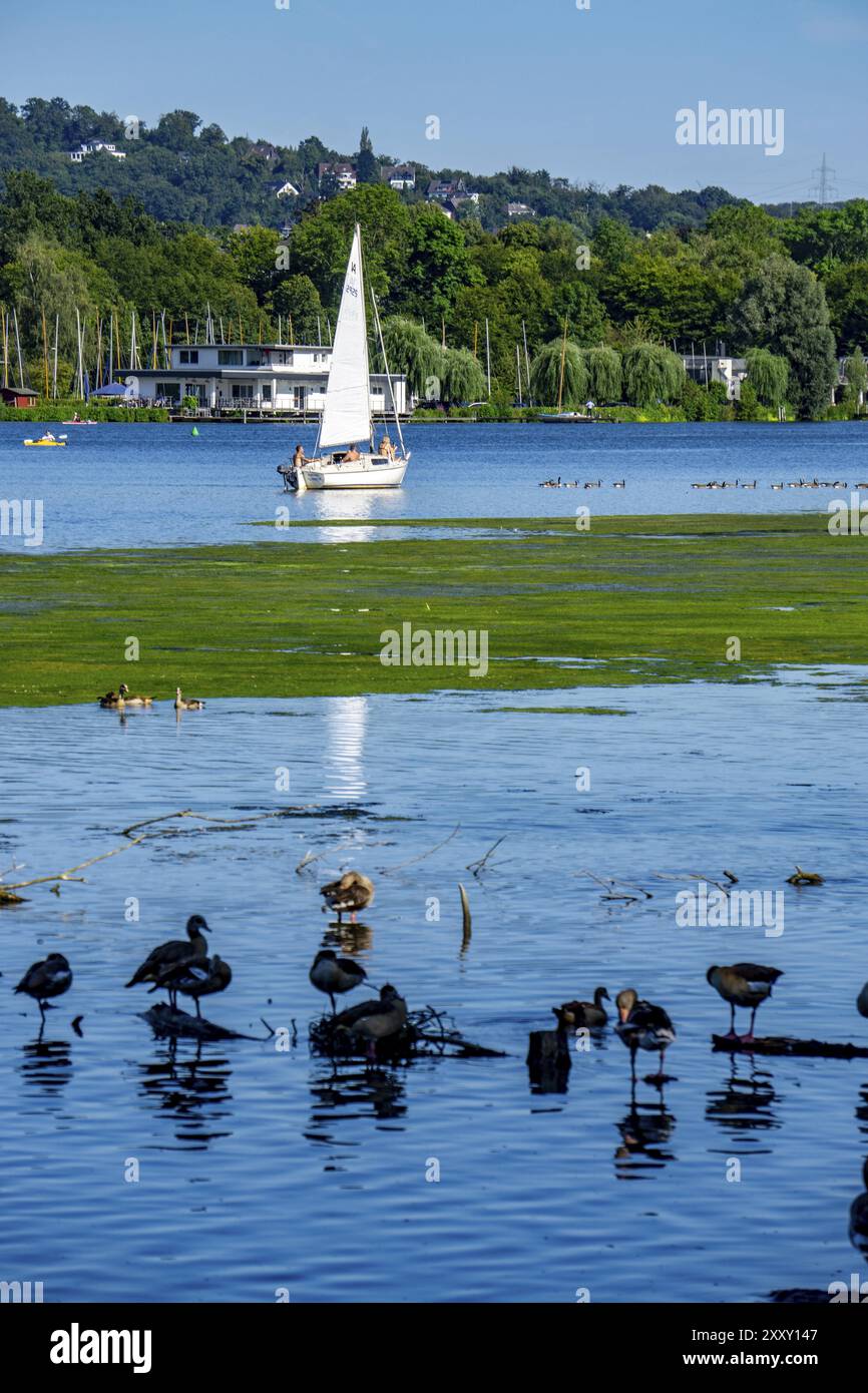 Waterweed, Elodea, an invasive species, green carpet of plants on Lake ...