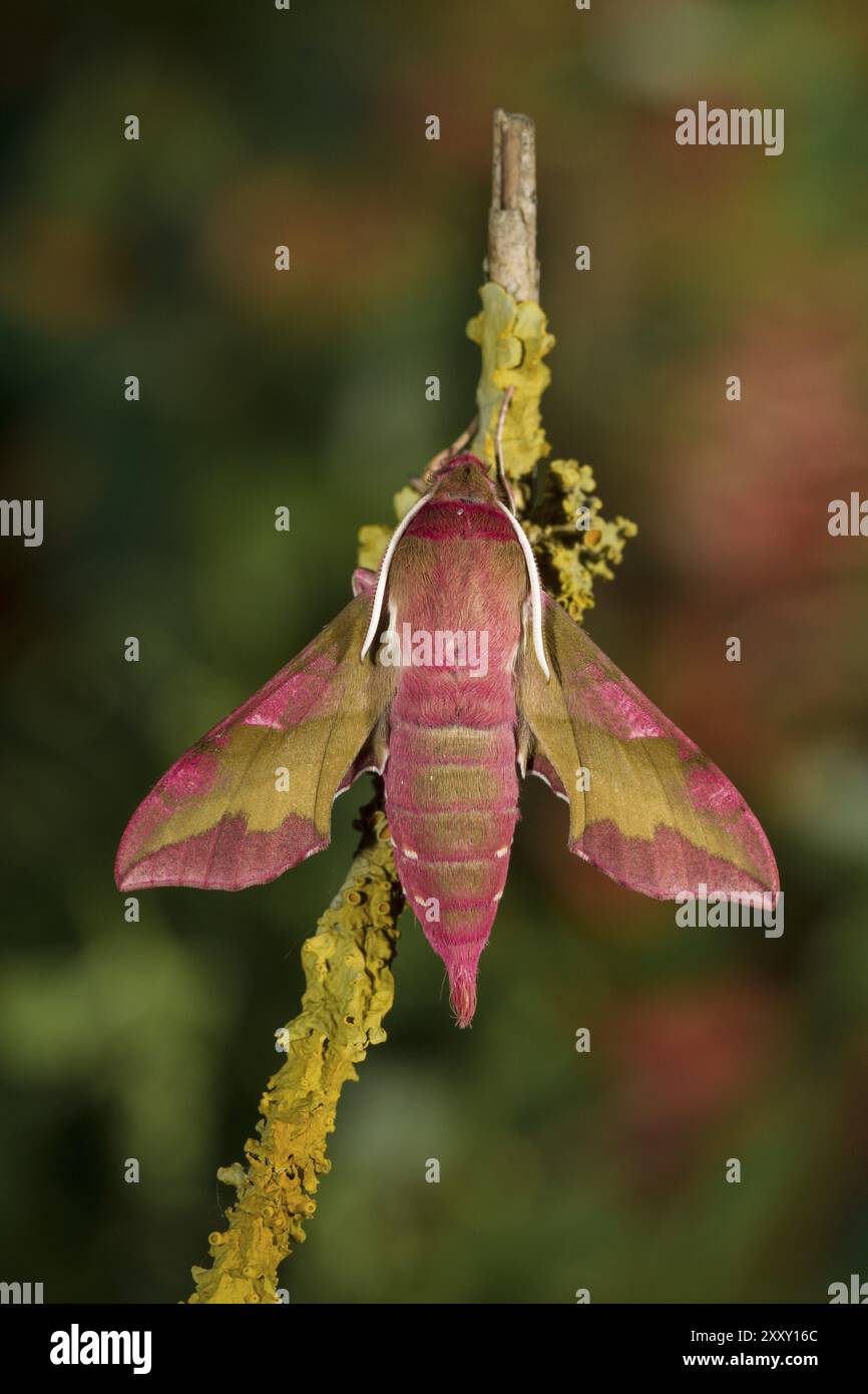 Small elephant hawk-moth Deilephila porcellus, small elephant hawk-moth Stock Photo - Alamy