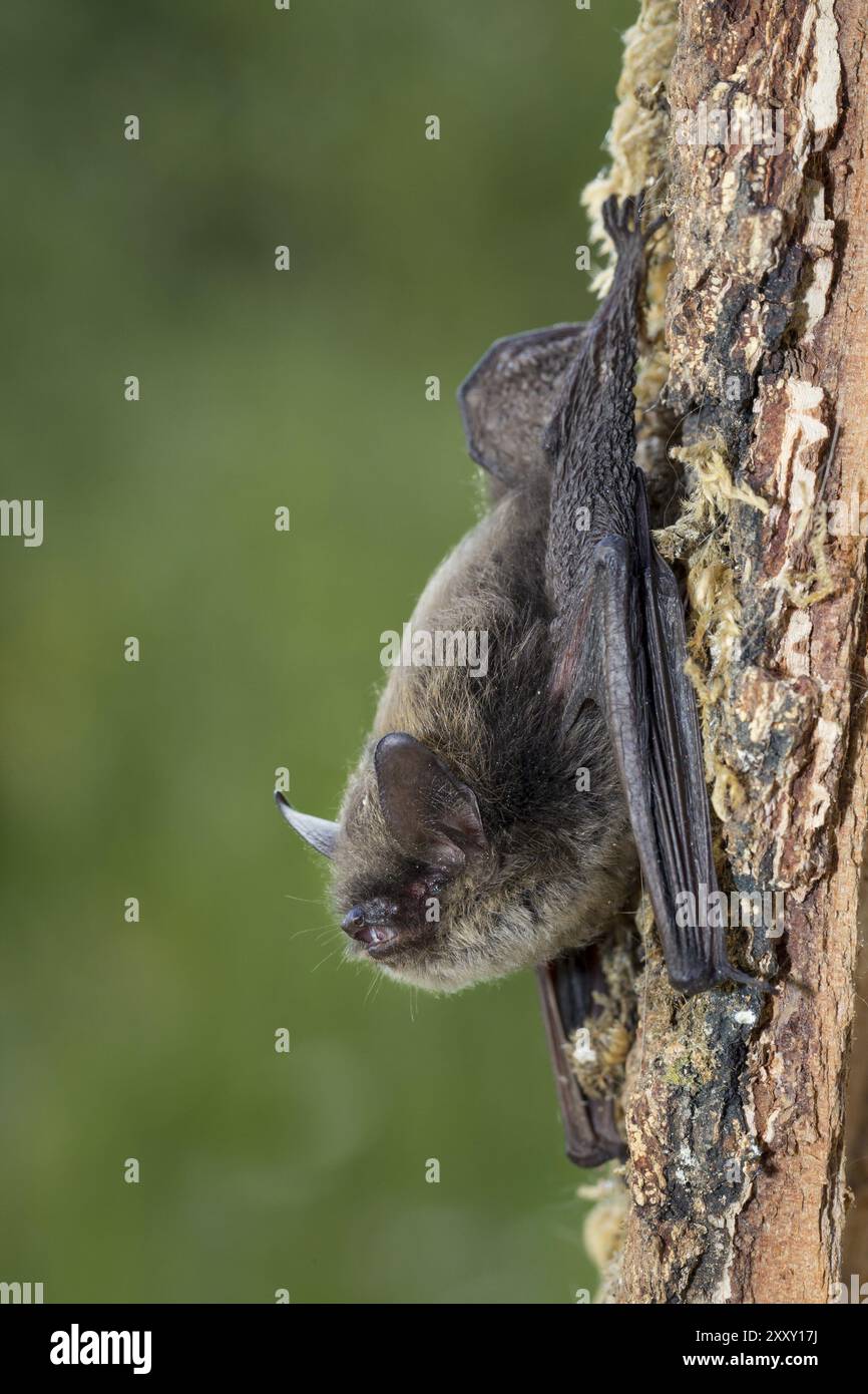 Whiskered bat, Myotis mystacinus Stock Photo - Alamy