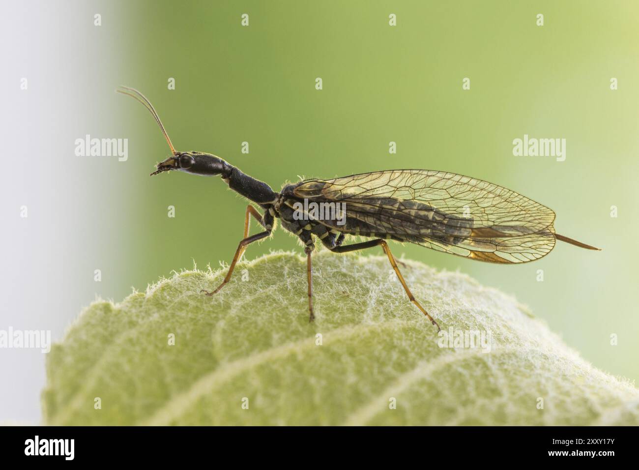 Kamelhalsfliege, Snakeflies, Raphidioptera Stock Photo - Alamy