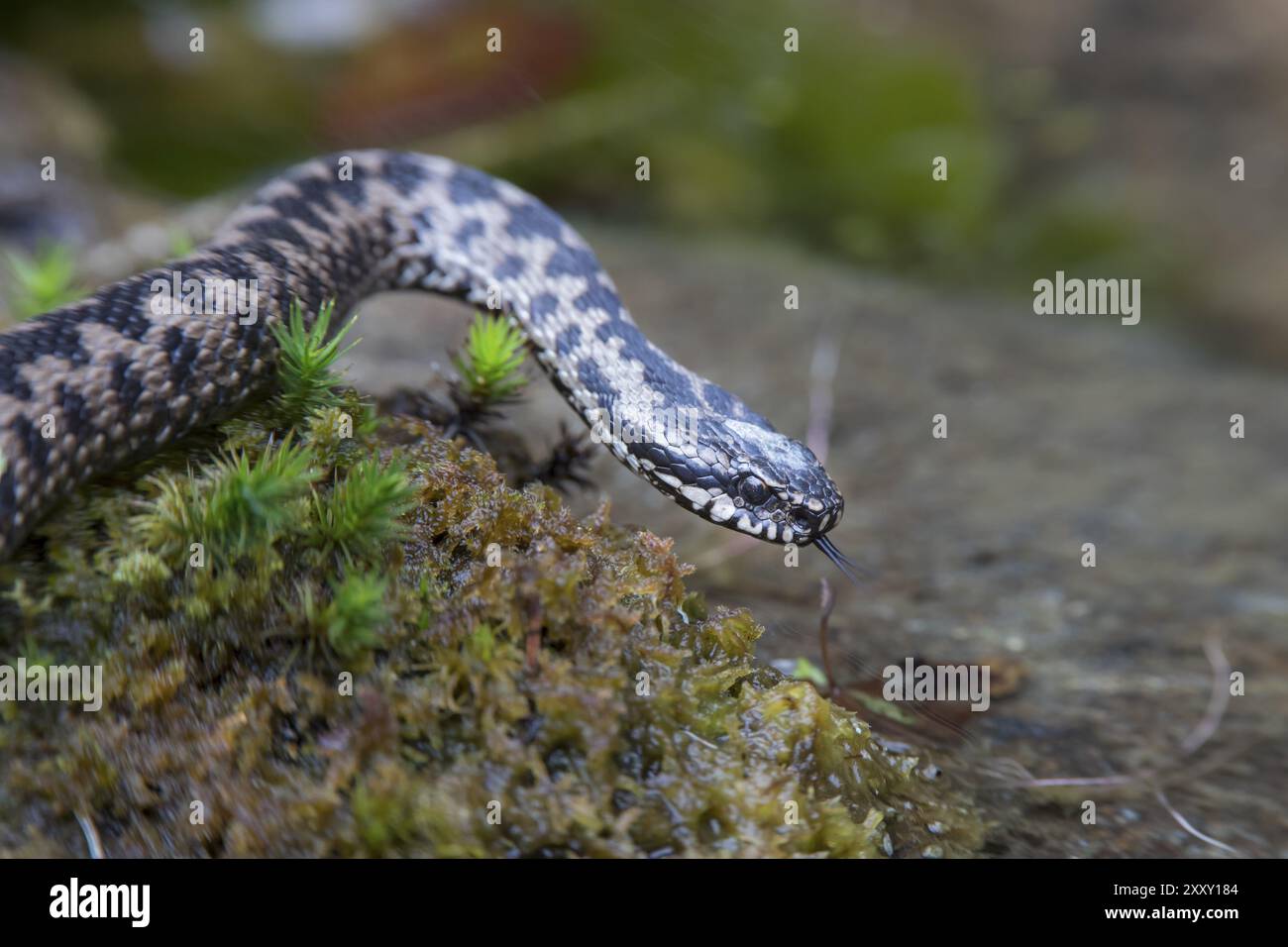 Adder, Vipera berus, common European adder Stock Photo - Alamy