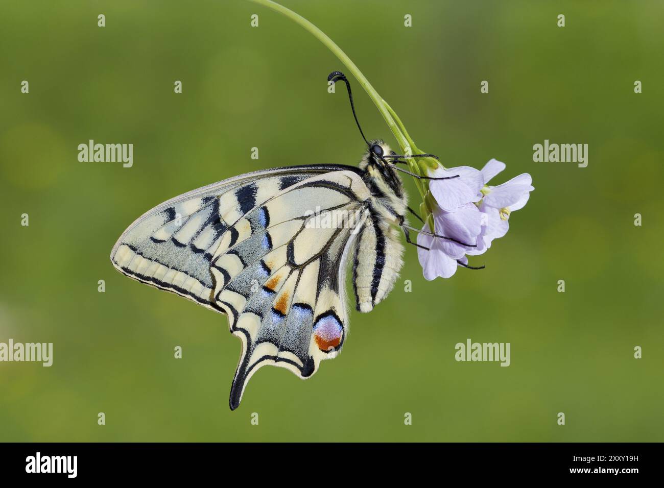 Swallowtail, Papilio machaon, Common Yellow Swallowtail Stock Photo - Alamy